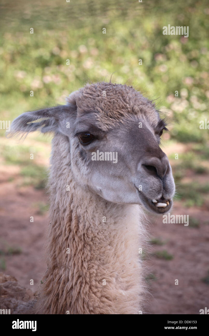 Llamma hi-res stock photography and images - Alamy