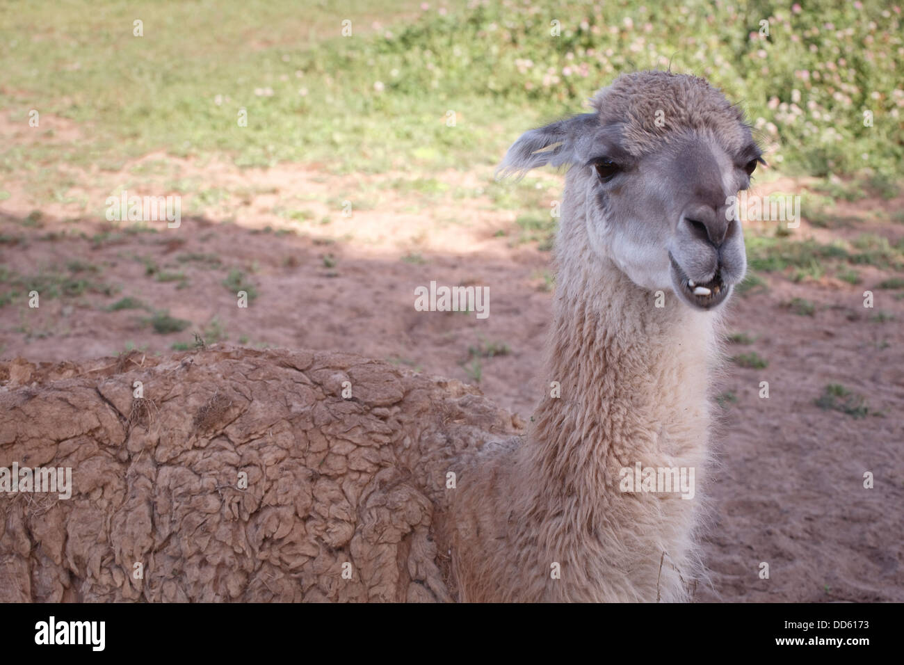 Closeup detail of a Llamma Stock Photo - Alamy