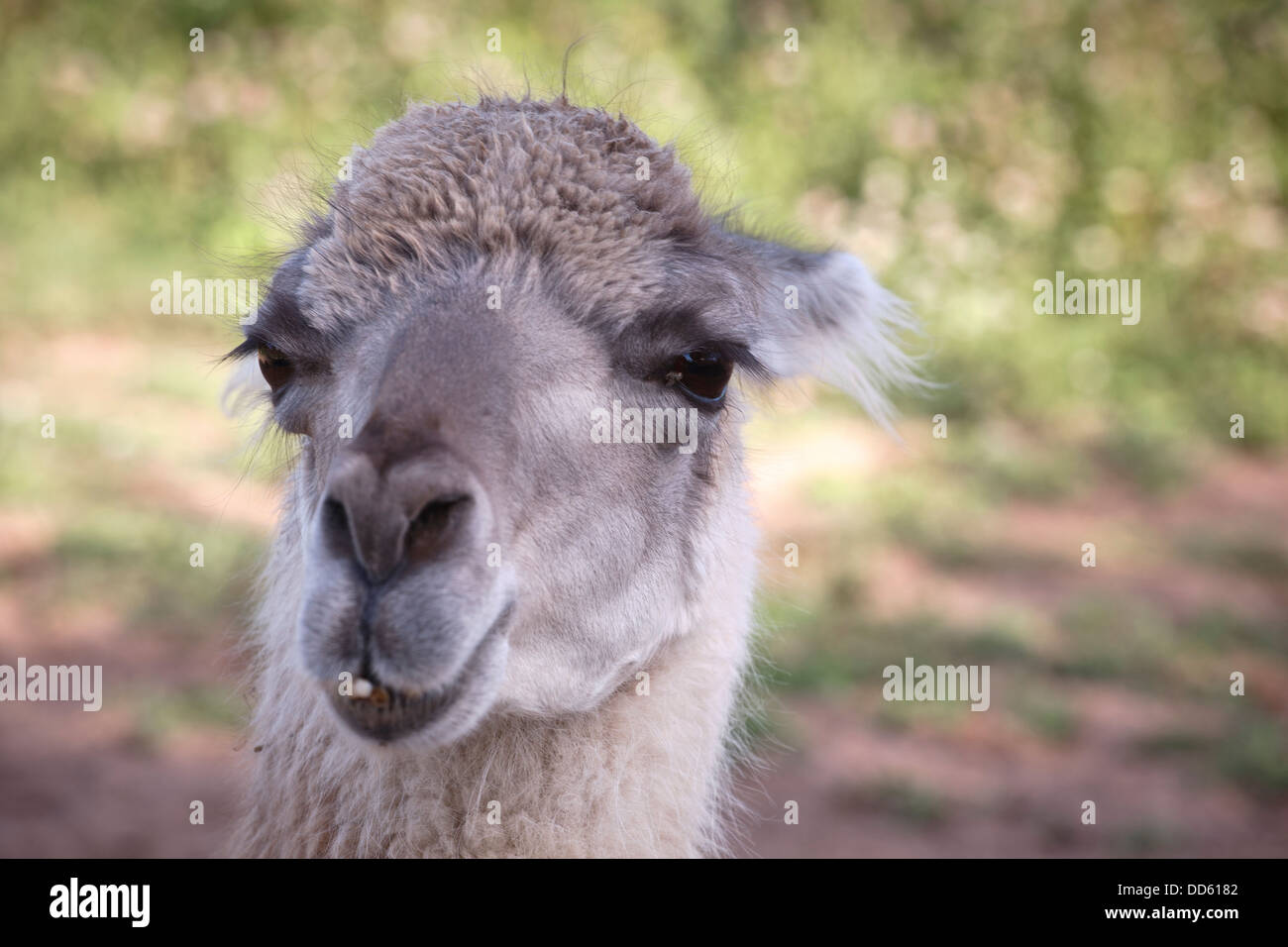 Closeup detail of a Llamma Stock Photo - Alamy