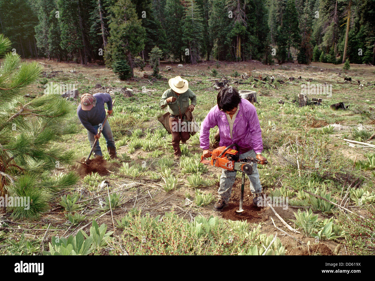 Reforestation, workers planting Ponderosa Pine seedlings Stock Photo ...