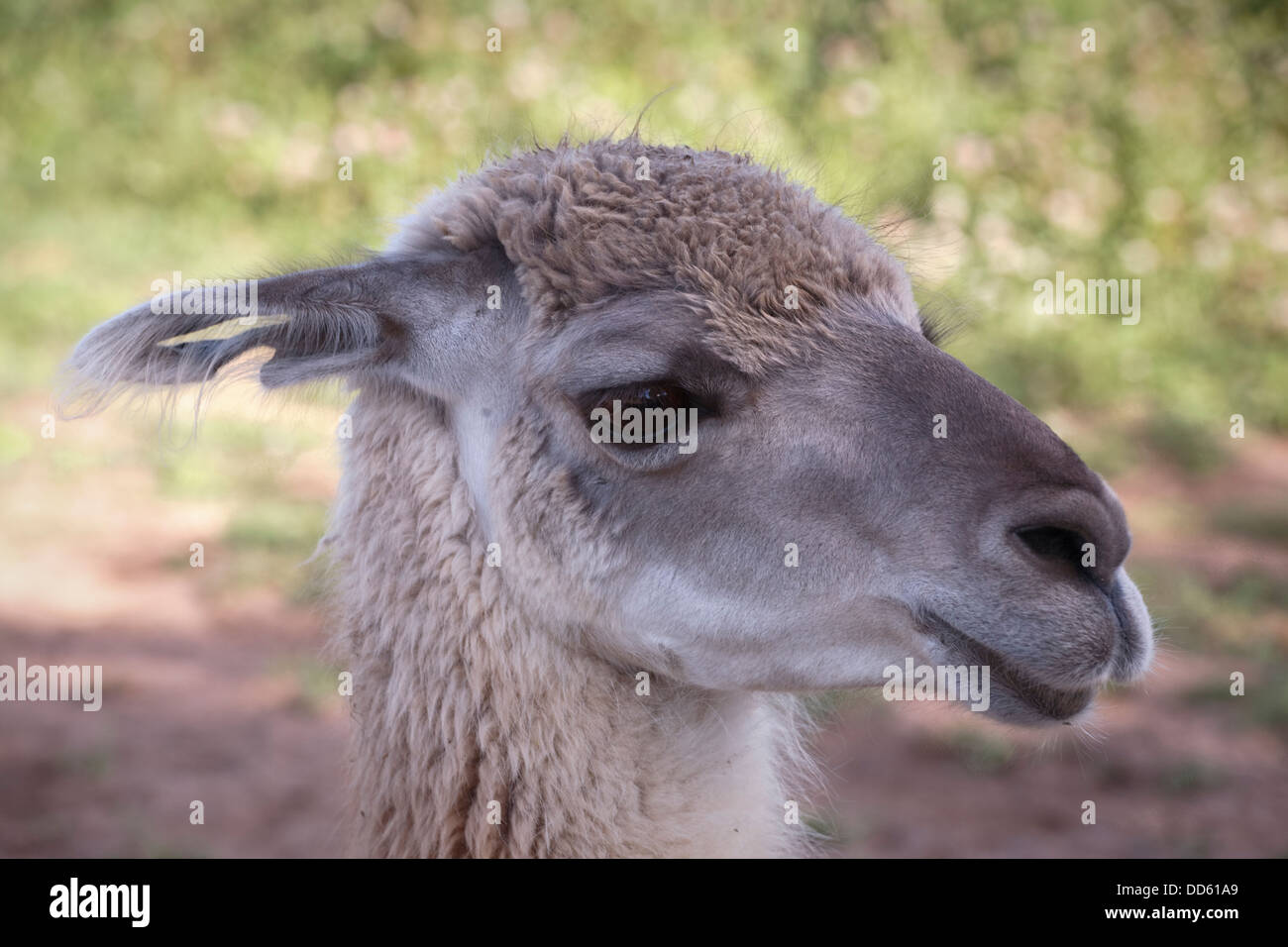 Closeup detail of a Llamma Stock Photo - Alamy