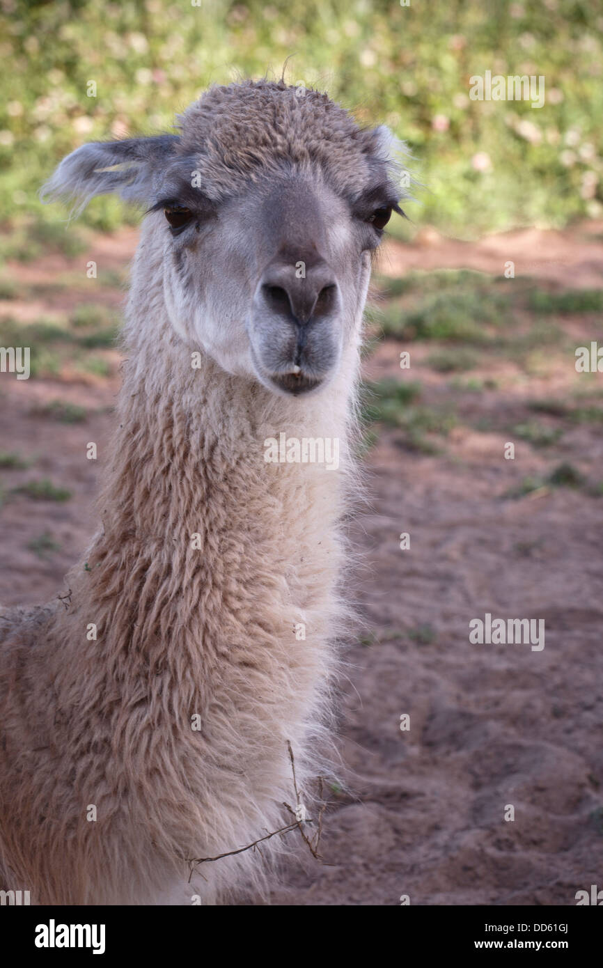 Closeup detail of a Llamma Stock Photo - Alamy