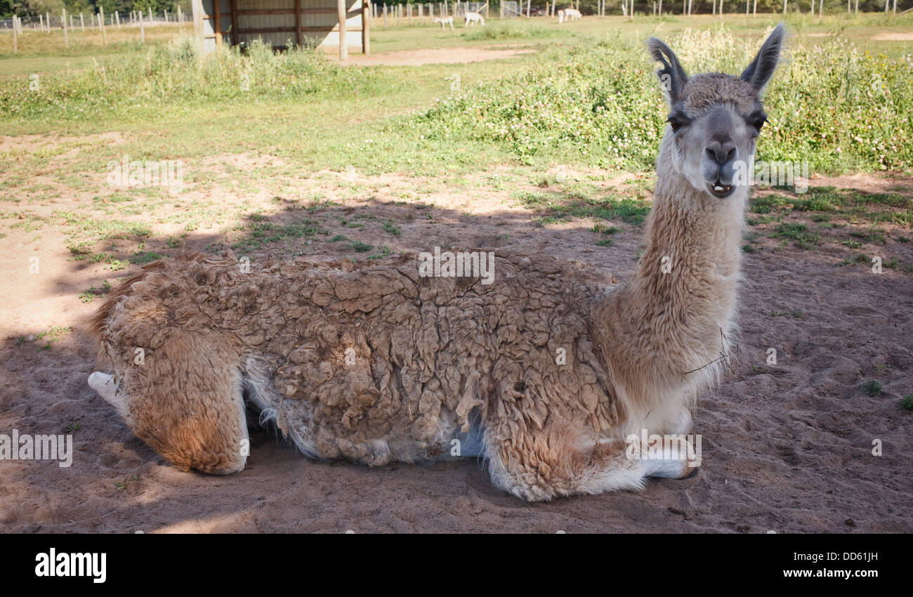 Llamma resting in the shade Stock Photo - Alamy