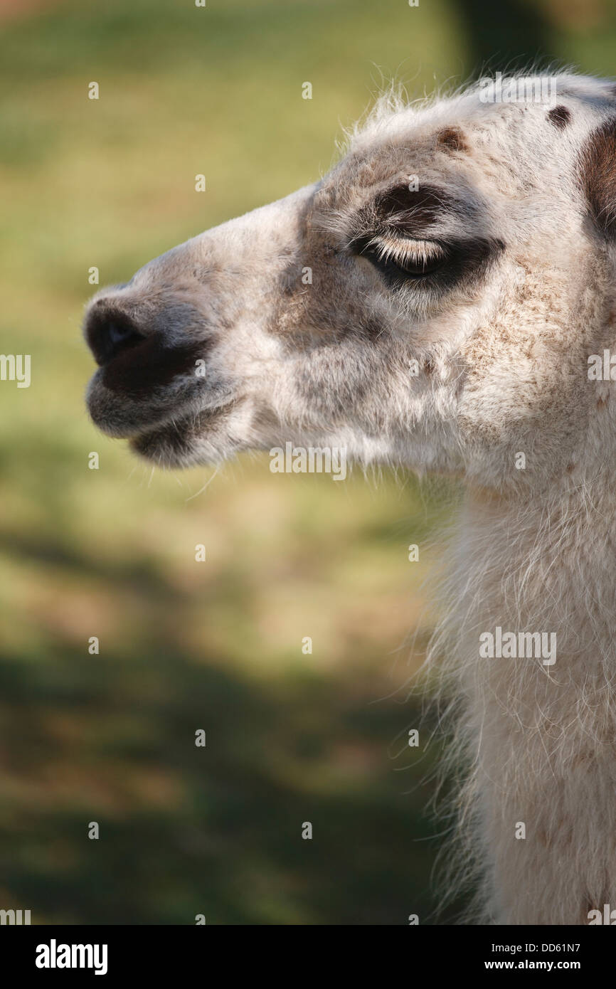 Llamma hi-res stock photography and images - Alamy