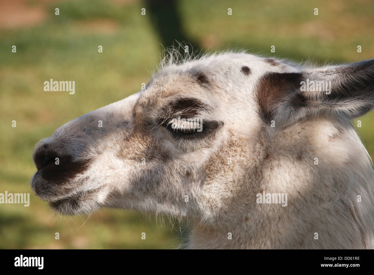 Closeup detail of a Llamma Stock Photo - Alamy