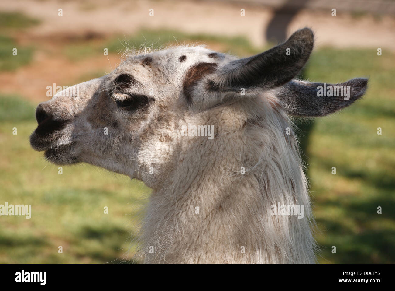 Closeup detail of a Llamma Stock Photo - Alamy