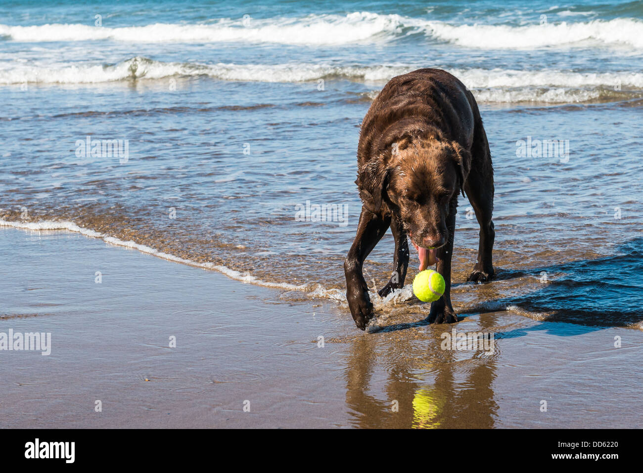 Choc lab hi-res stock photography and images - Alamy