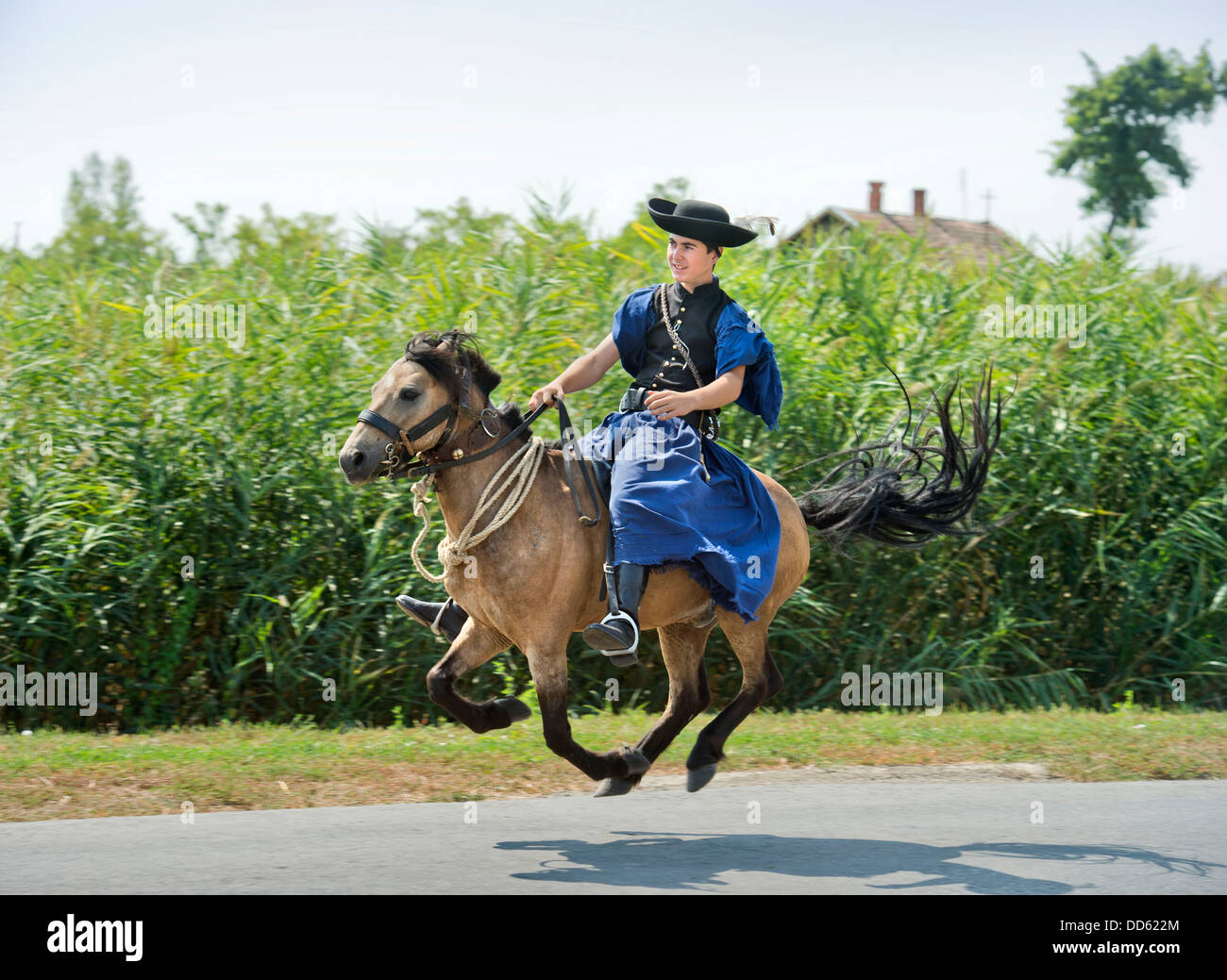 Traditional Hungarian 'Csikos' at a horse festival in the Hungarian ...