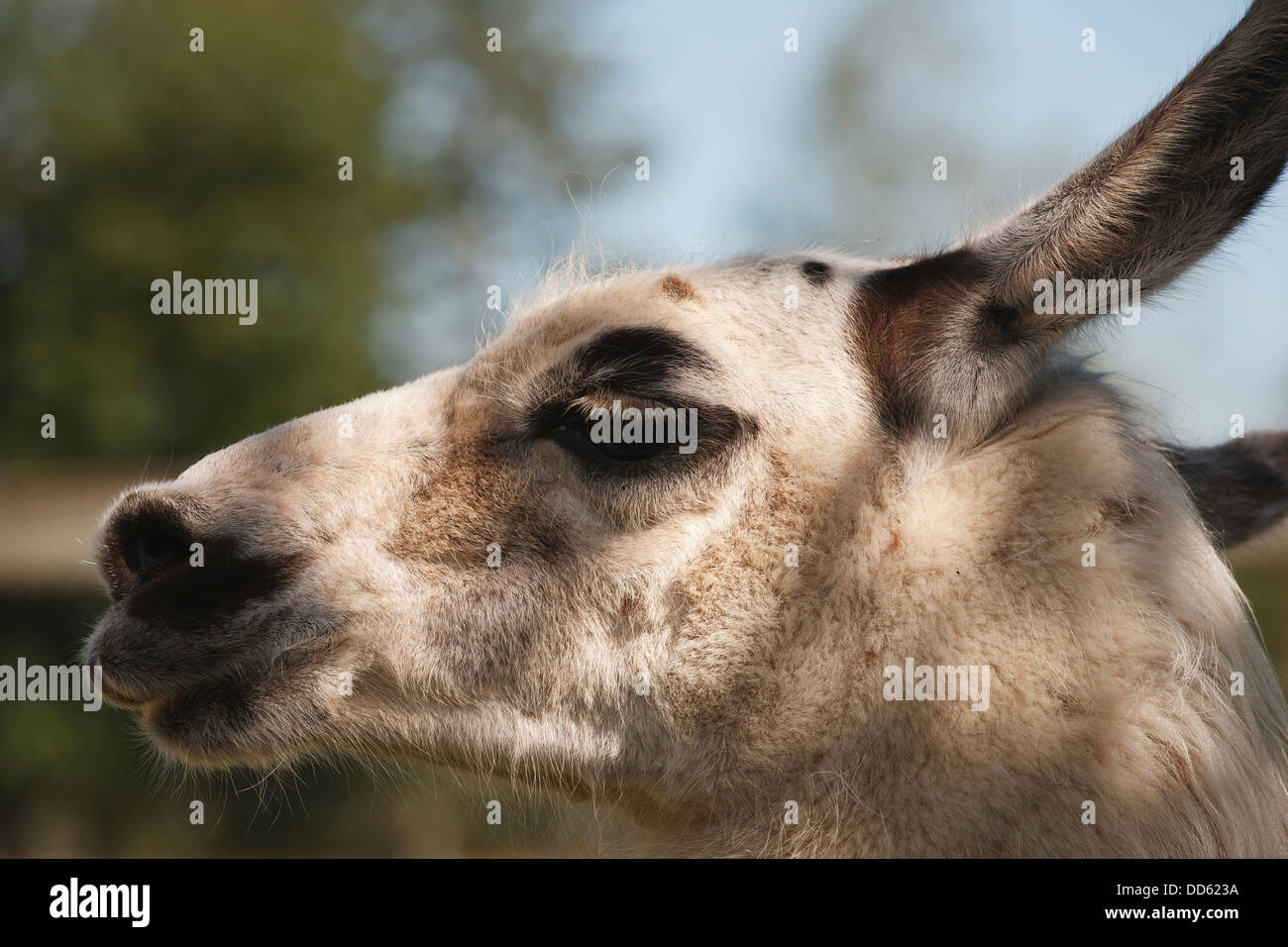 Closeup detail of a Llamma Stock Photo - Alamy