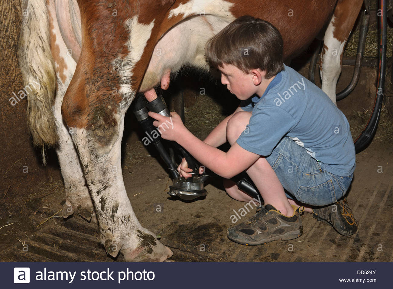 Boy Milking Cow Stock Photos & Boy Milking Cow Stock Images - Alamy