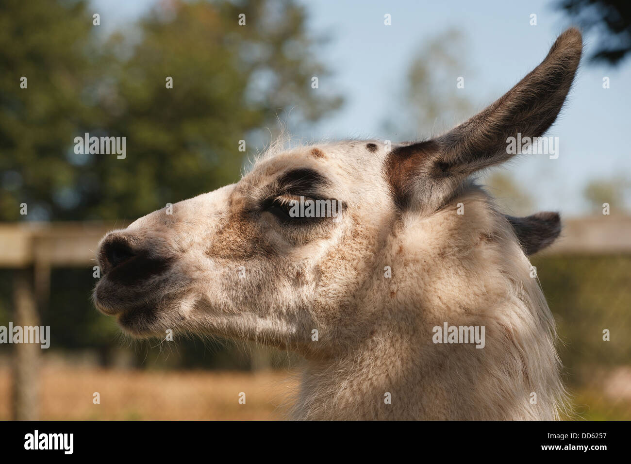 Closeup detail of a Llamma Stock Photo - Alamy