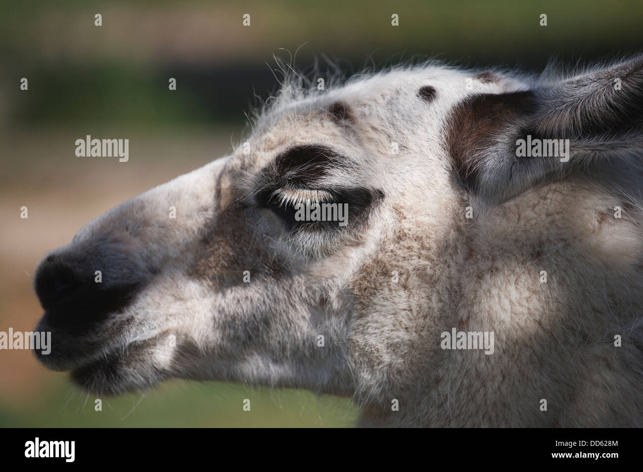 Closeup detail of a Llamma Stock Photo - Alamy