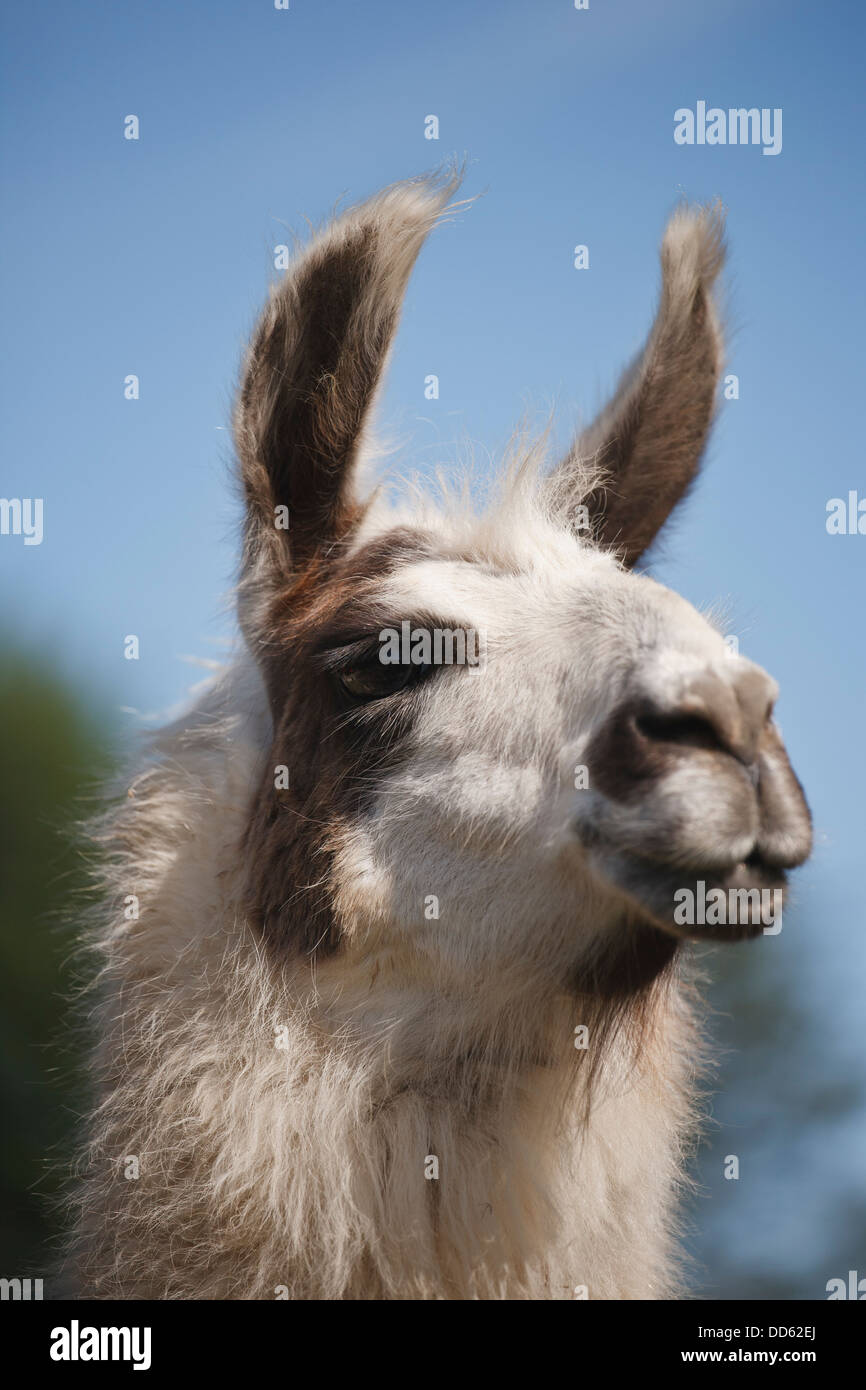Closeup detail of a Llamma Stock Photo - Alamy