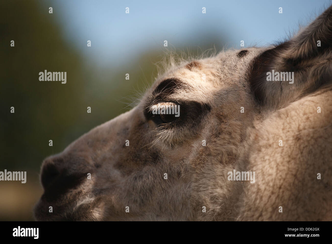 Closeup detail of a Llamma Stock Photo - Alamy
