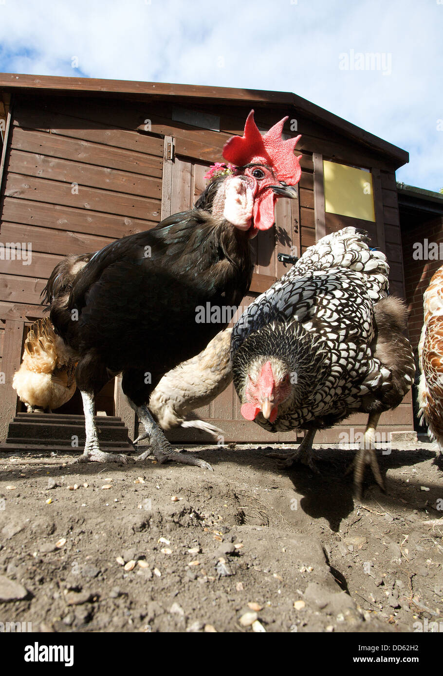 Hens outside a chicken coop Stock Photo - Alamy
