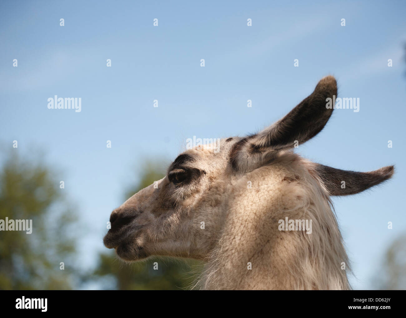 Llamma hi-res stock photography and images - Alamy