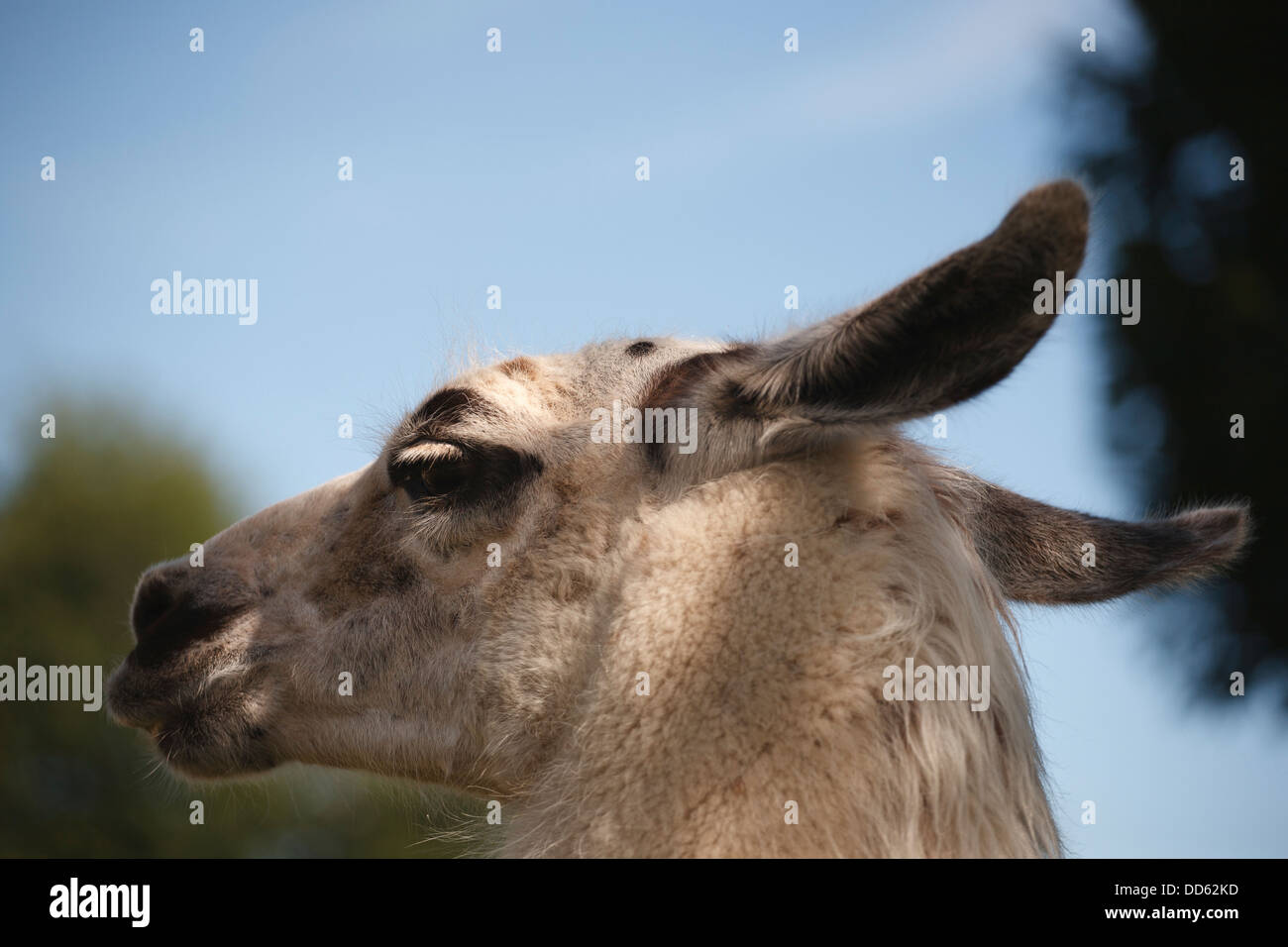 Llamma hi-res stock photography and images - Alamy