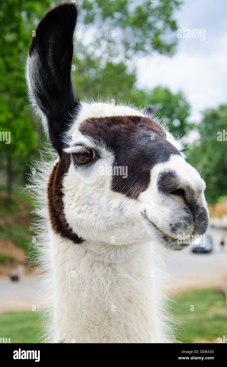 Quizzical expression hi-res stock photography and images - Alamy