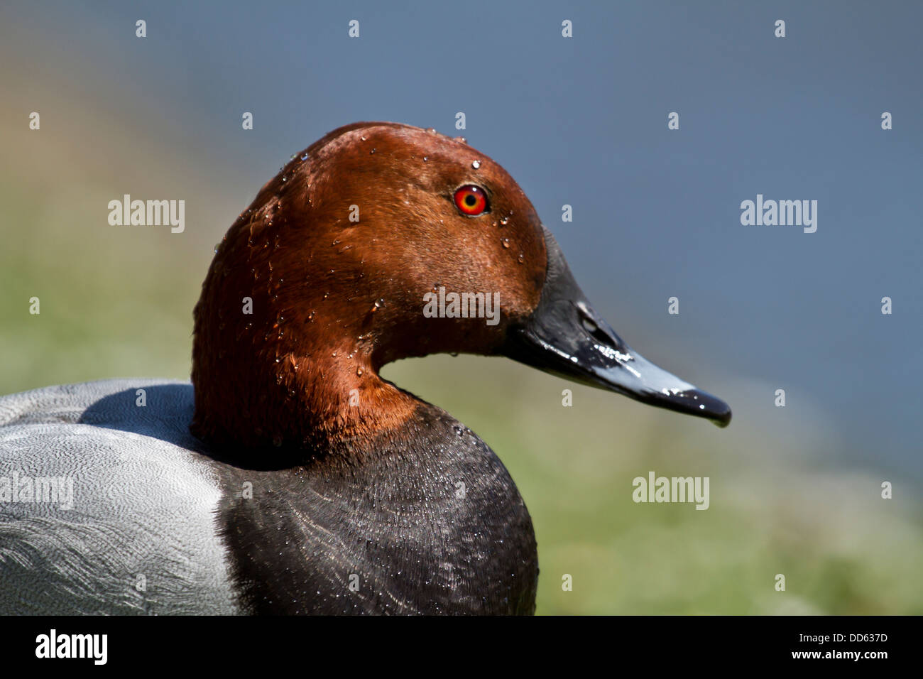 Male Canvasback in a WWT collection Stock Photo - Alamy