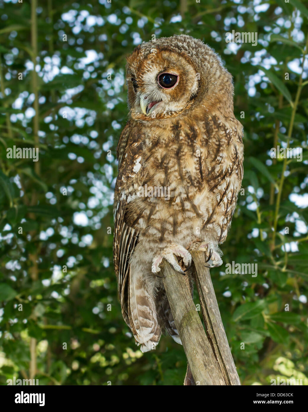 Silver owl hi-res stock photography and images - Alamy