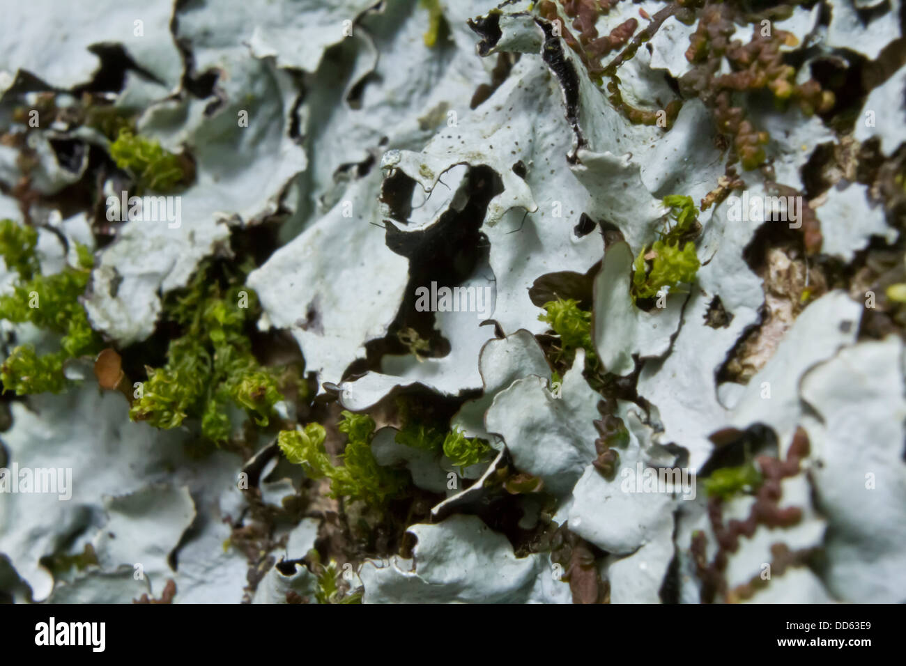 Close up of lichen Stock Photo - Alamy