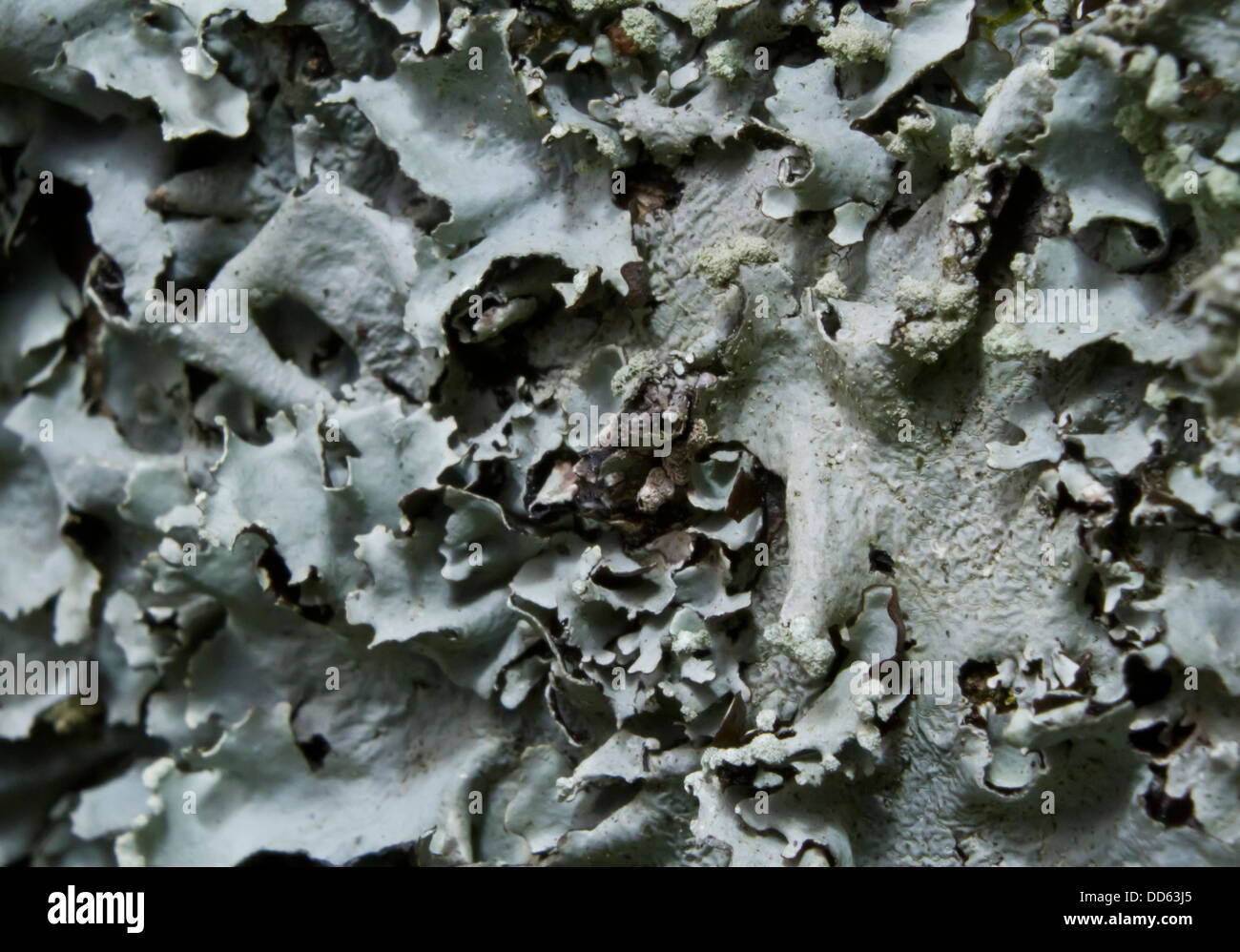 Lichen plant hi-res stock photography and images - Alamy