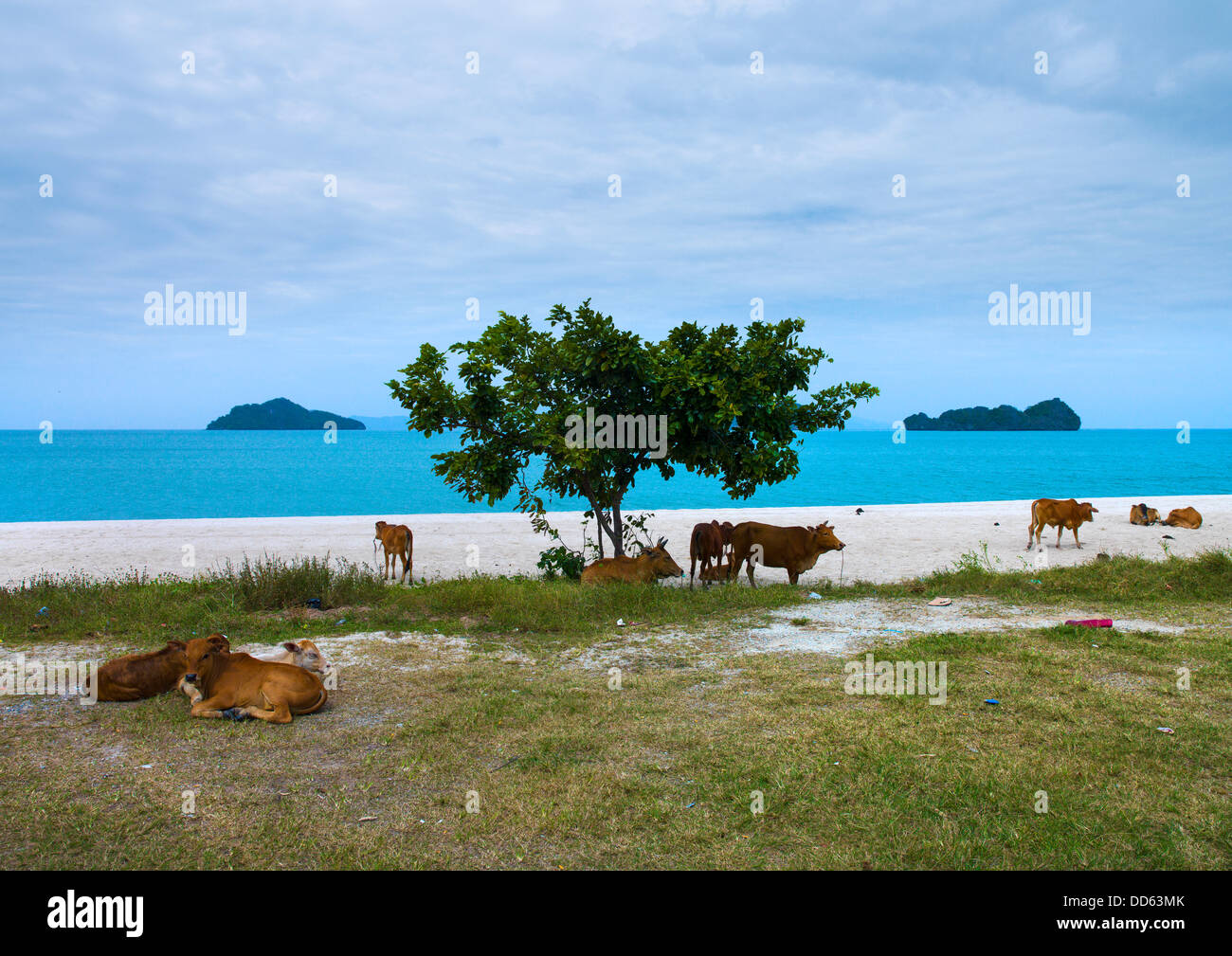 Cows On A Beach, Langkawi, Malaysia Stock Photo - Alamy