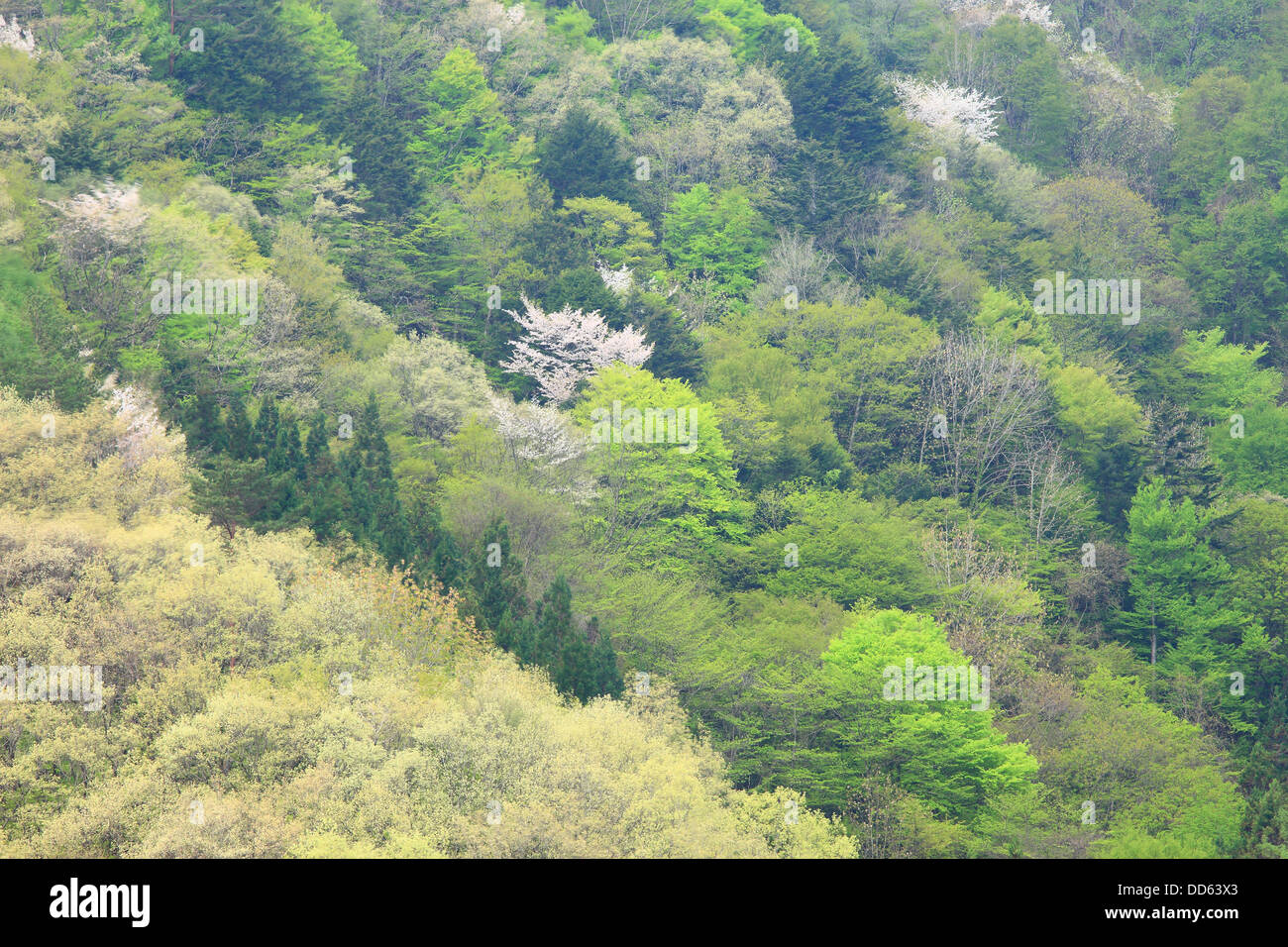 Forest in Nagano Prefecture Stock Photo - Alamy