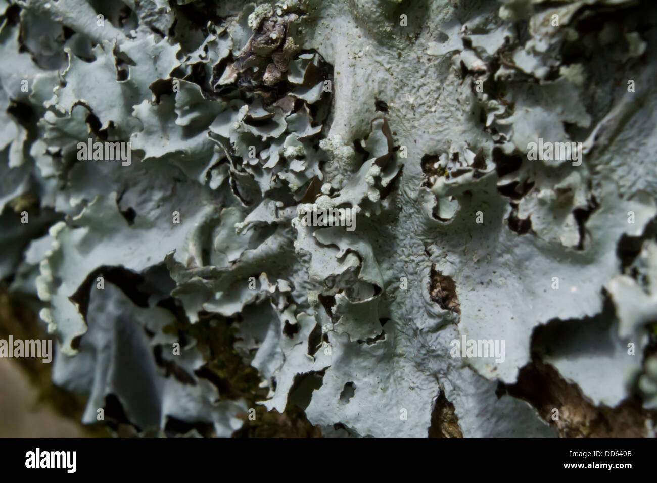 Lichen natural history hi-res stock photography and images - Alamy