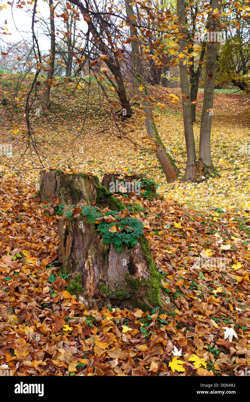 Bole tree hi-res stock photography and images - Alamy