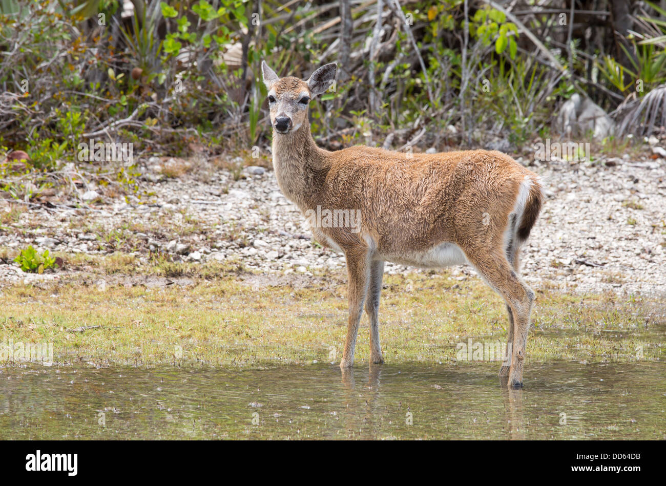 Key deer hi-res stock photography and images - Alamy