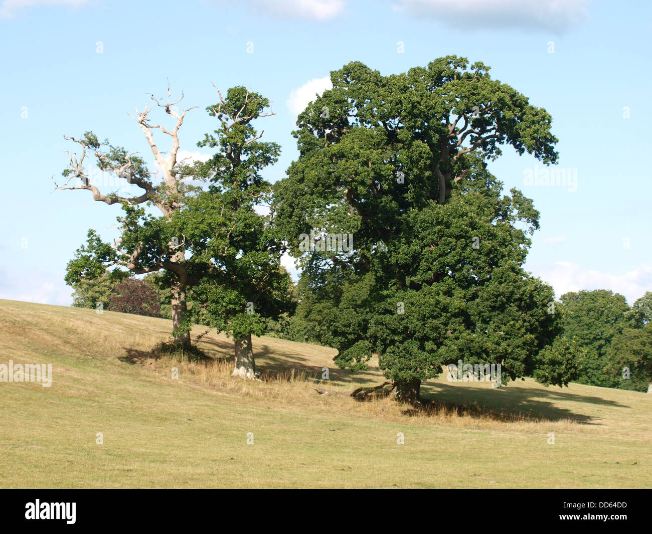 A group of three trees in the middle of a sloping field, New Forest ...