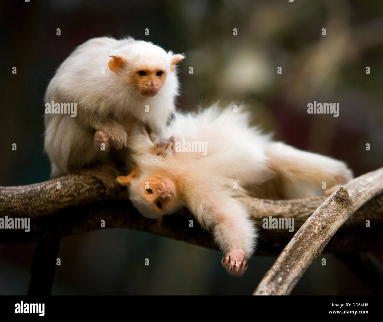 Monkeys london zoo hi-res stock photography and images - Alamy