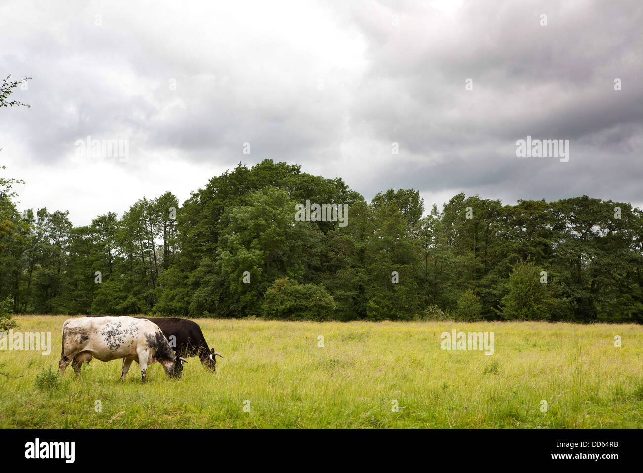 Two Heffer cows grazing/eating grass in an English meadow. Storm clouds ...