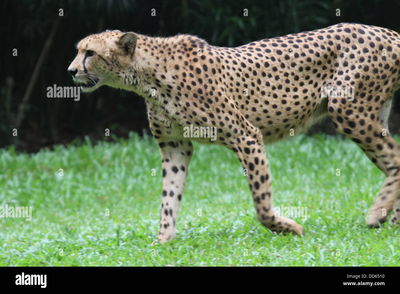A shot of a wild cheetah in captivity Stock Photo - Alamy