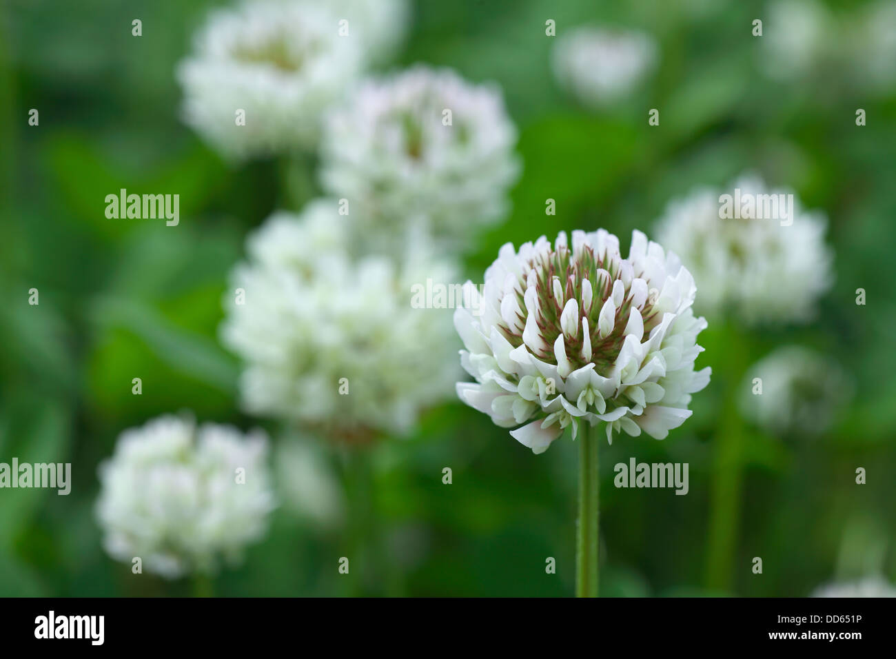 White clover hi-res stock photography and images - Alamy