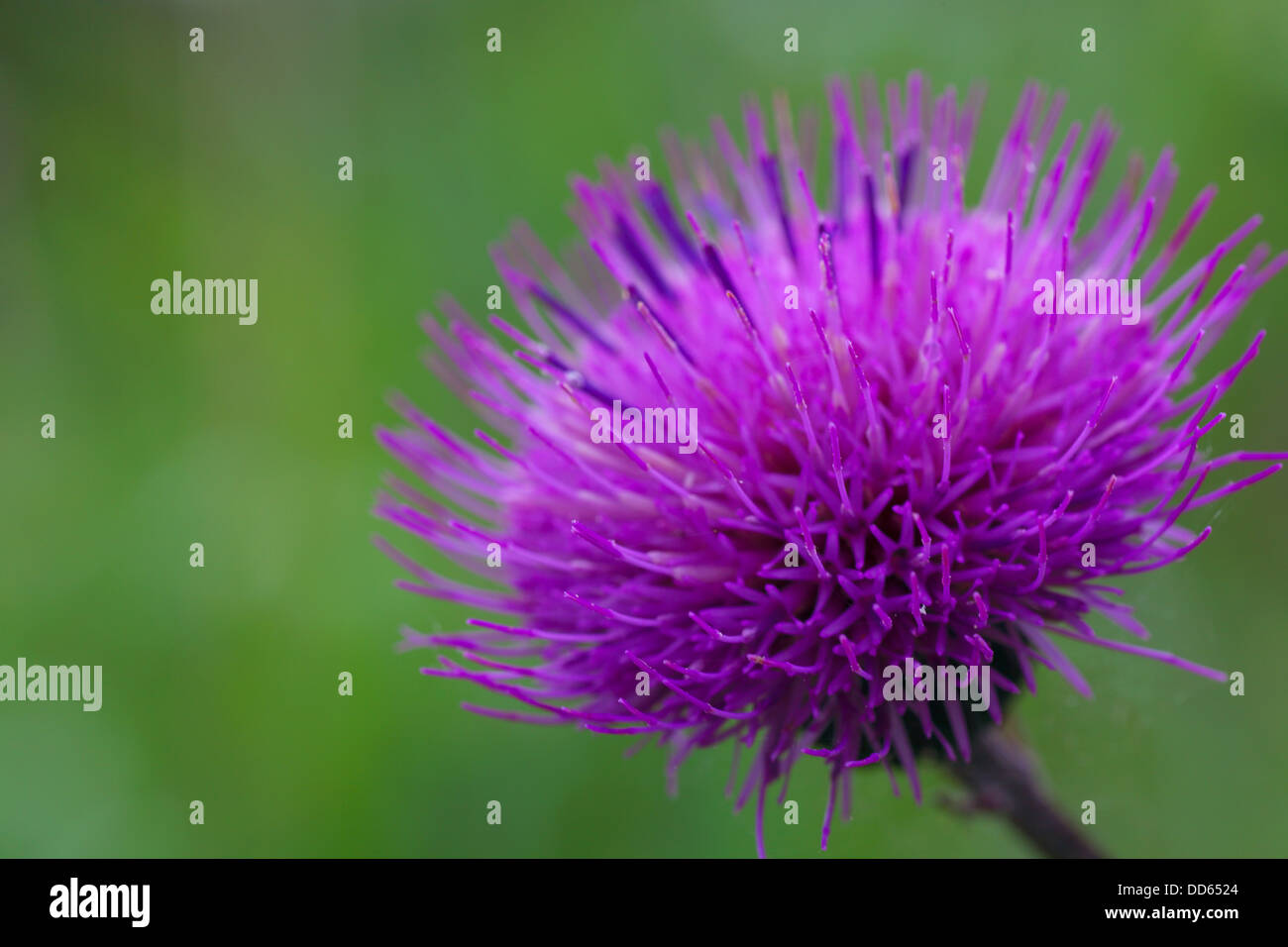 Thistle flower hi-res stock photography and images - Alamy