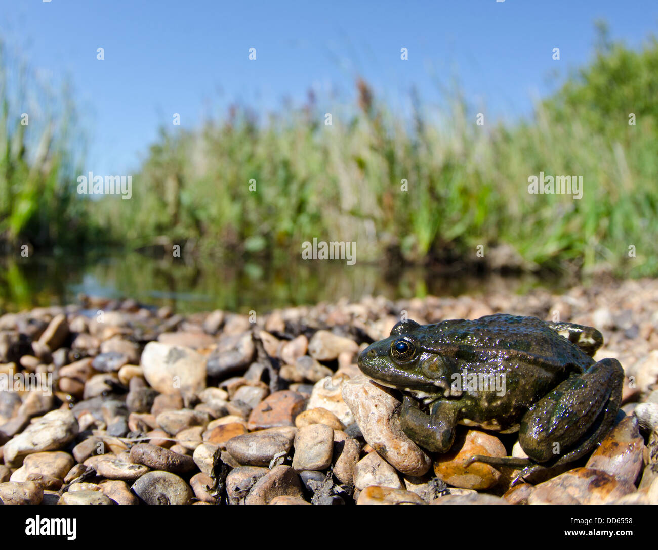 Basking frog hi-res stock photography and images - Alamy