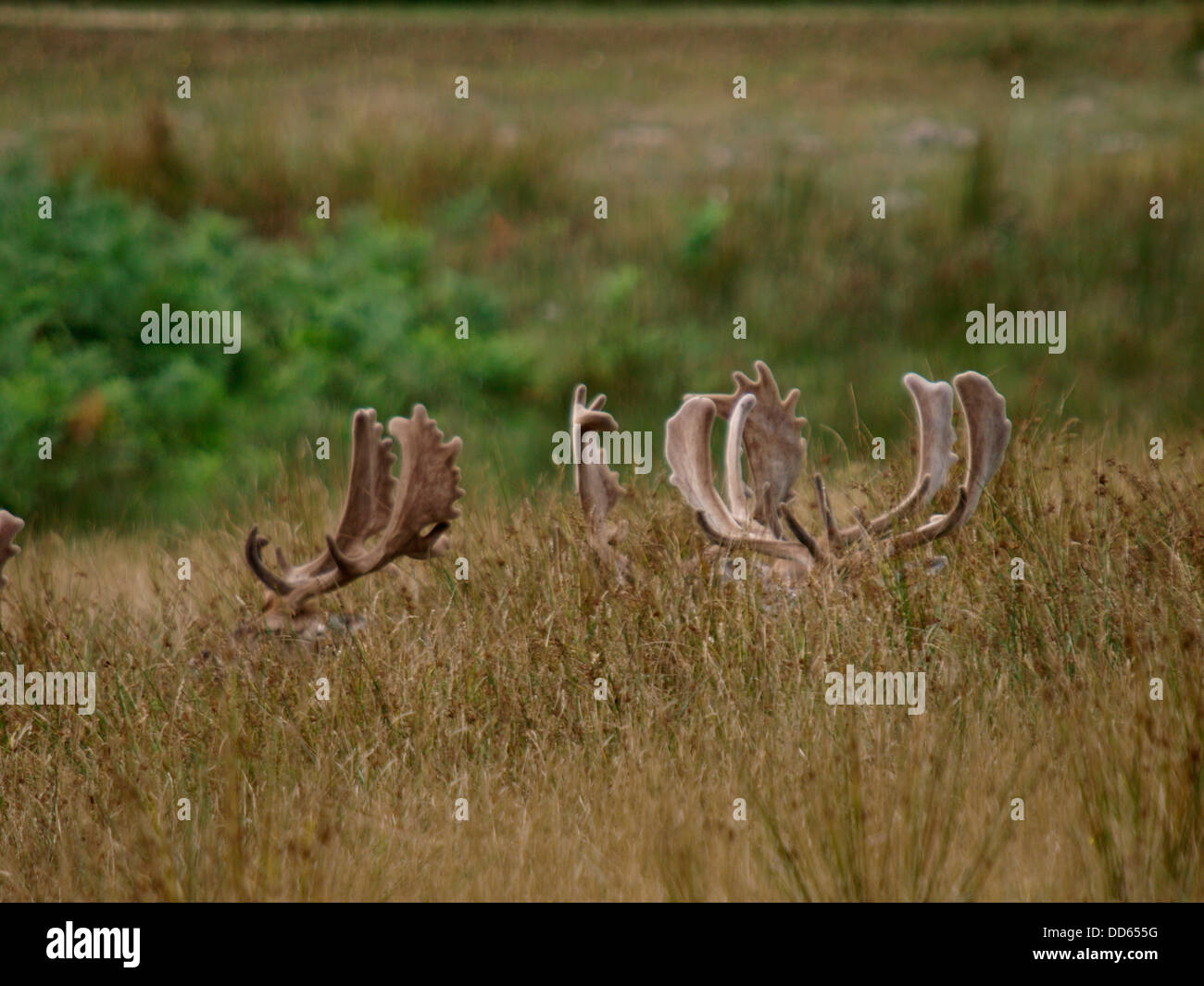 Fallow deer, Dama dama antlers sticking out of the long grass ...