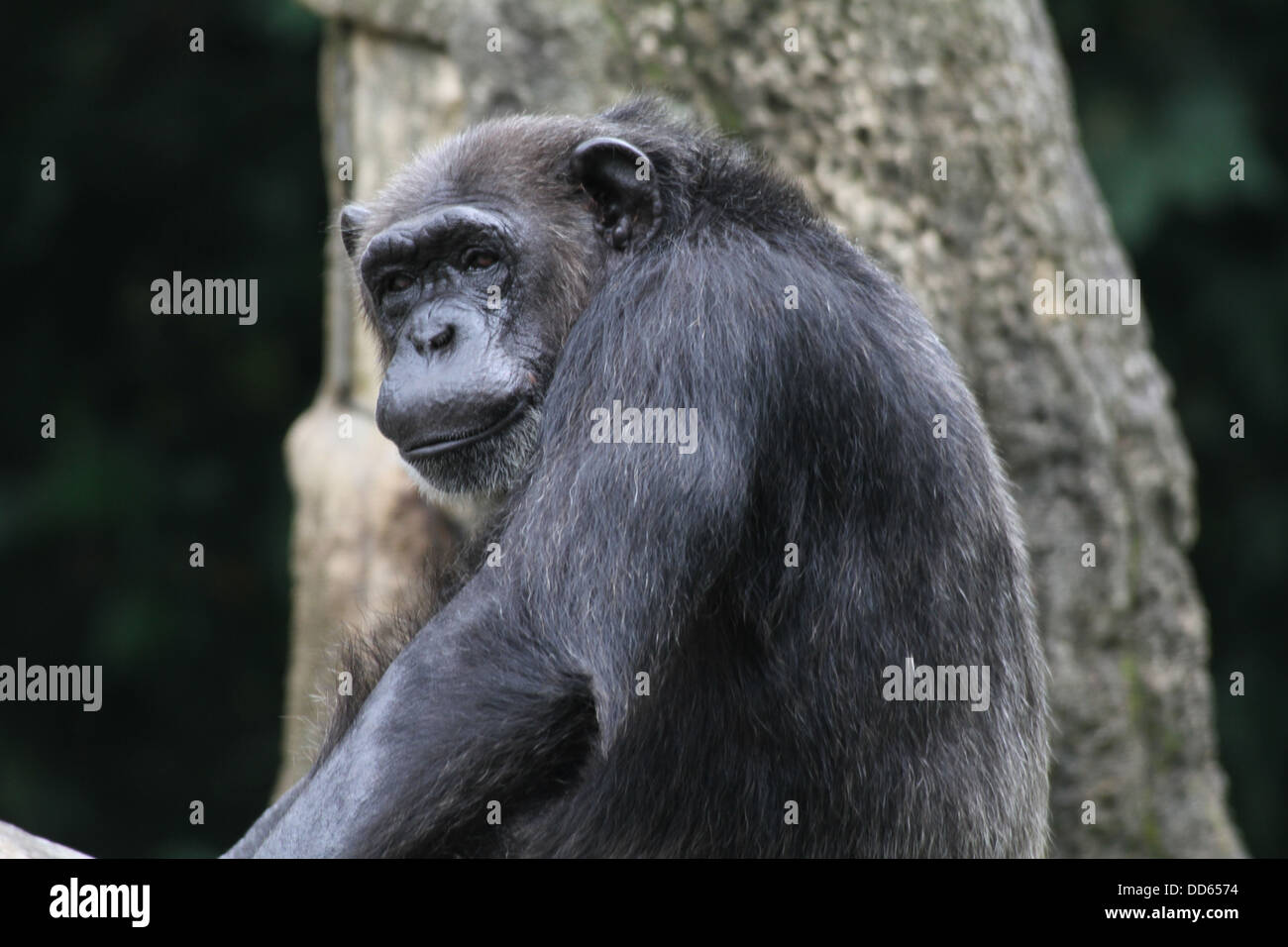 A wildlife shot of chimpanzees in captivity Stock Photo - Alamy