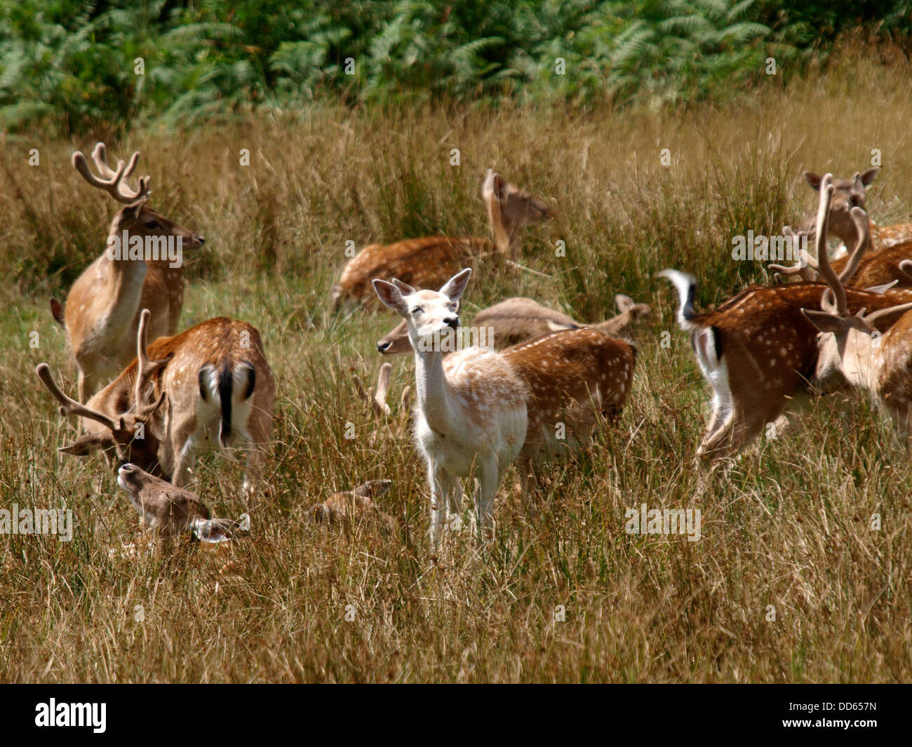 Fallow deer, Dama dama, Bolderwood Park, New Forest, Hampshire, UK 2013 ...