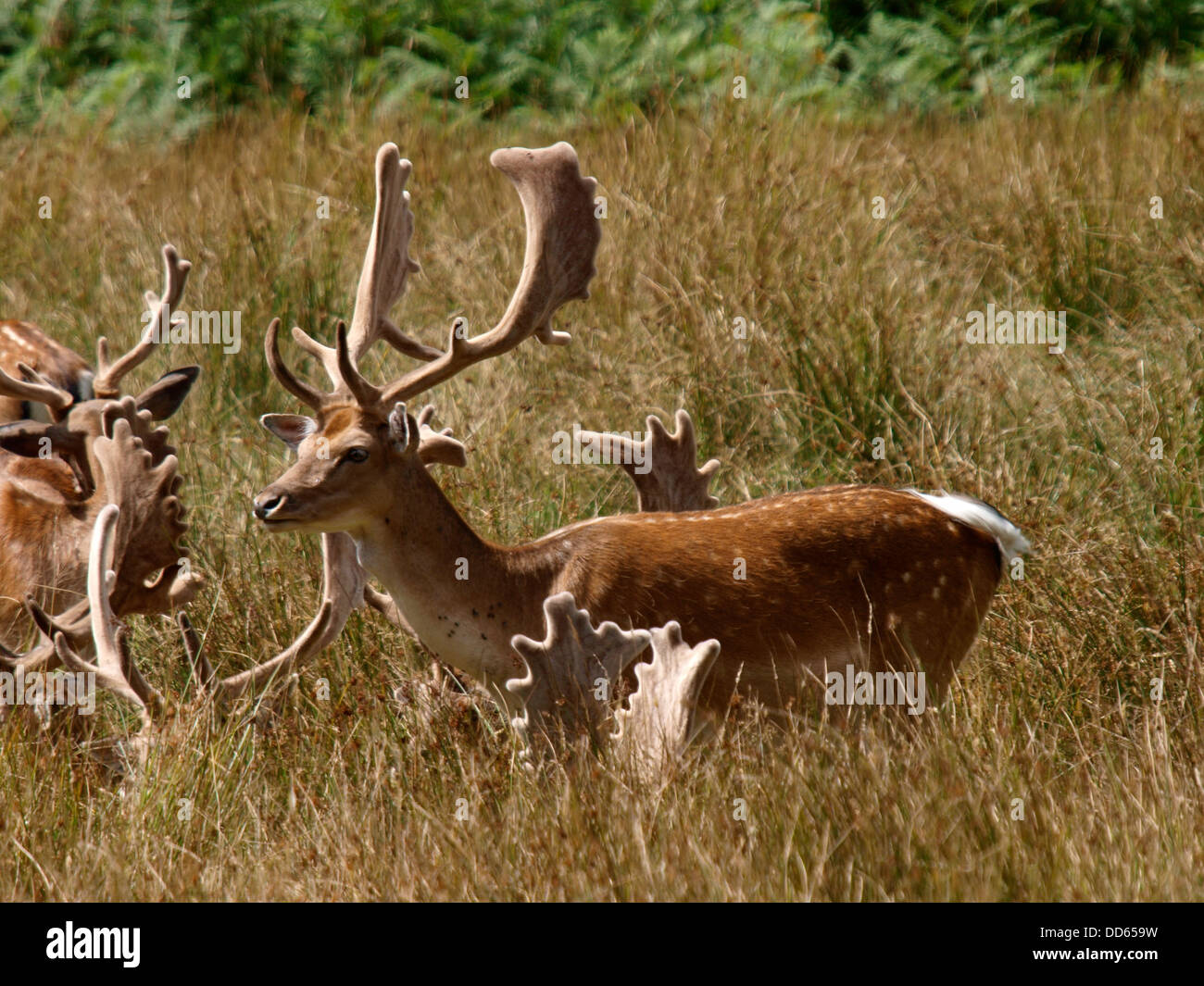 Fallow Deer New Forest High Resolution Stock Photography and Images - Alamy