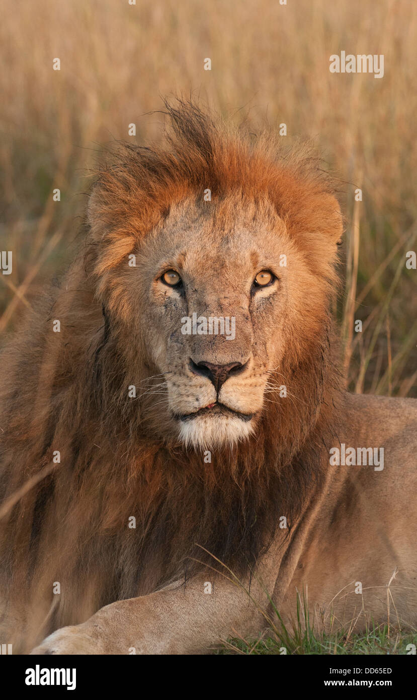 Male Lion Portrait Stock Photo - Alamy
