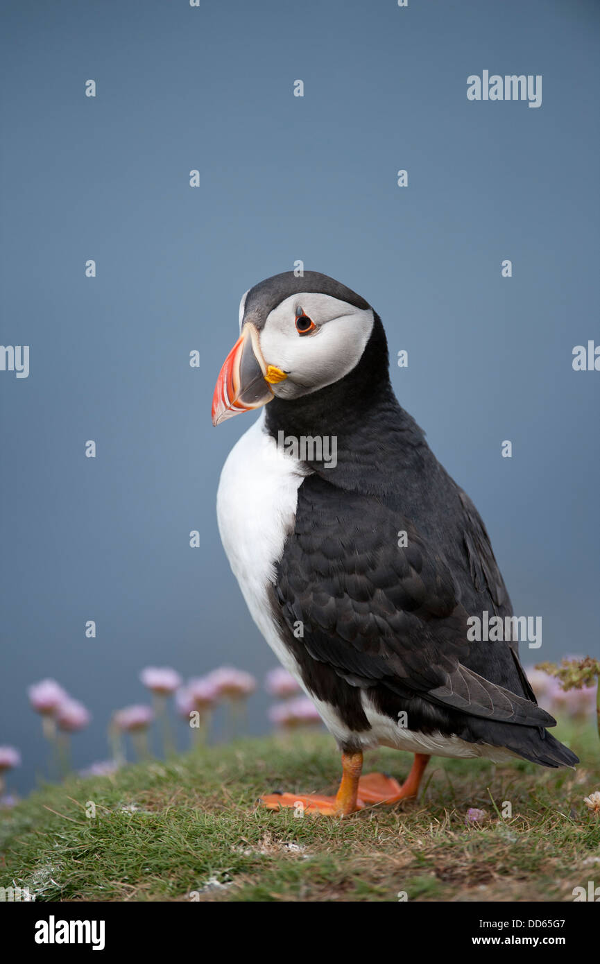 Beautiful puffin hi-res stock photography and images - Alamy