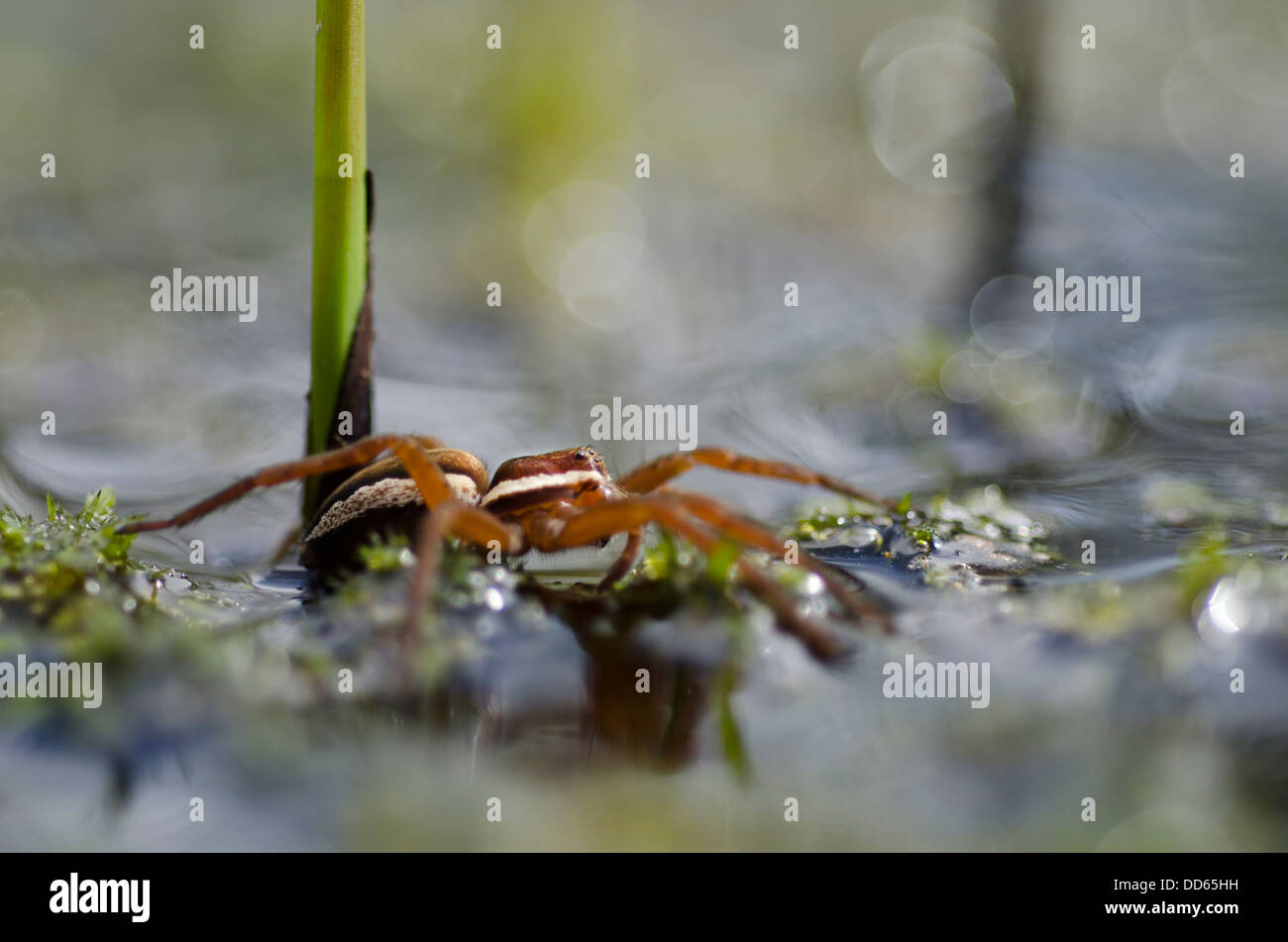 Pond spider hi-res stock photography and images - Alamy