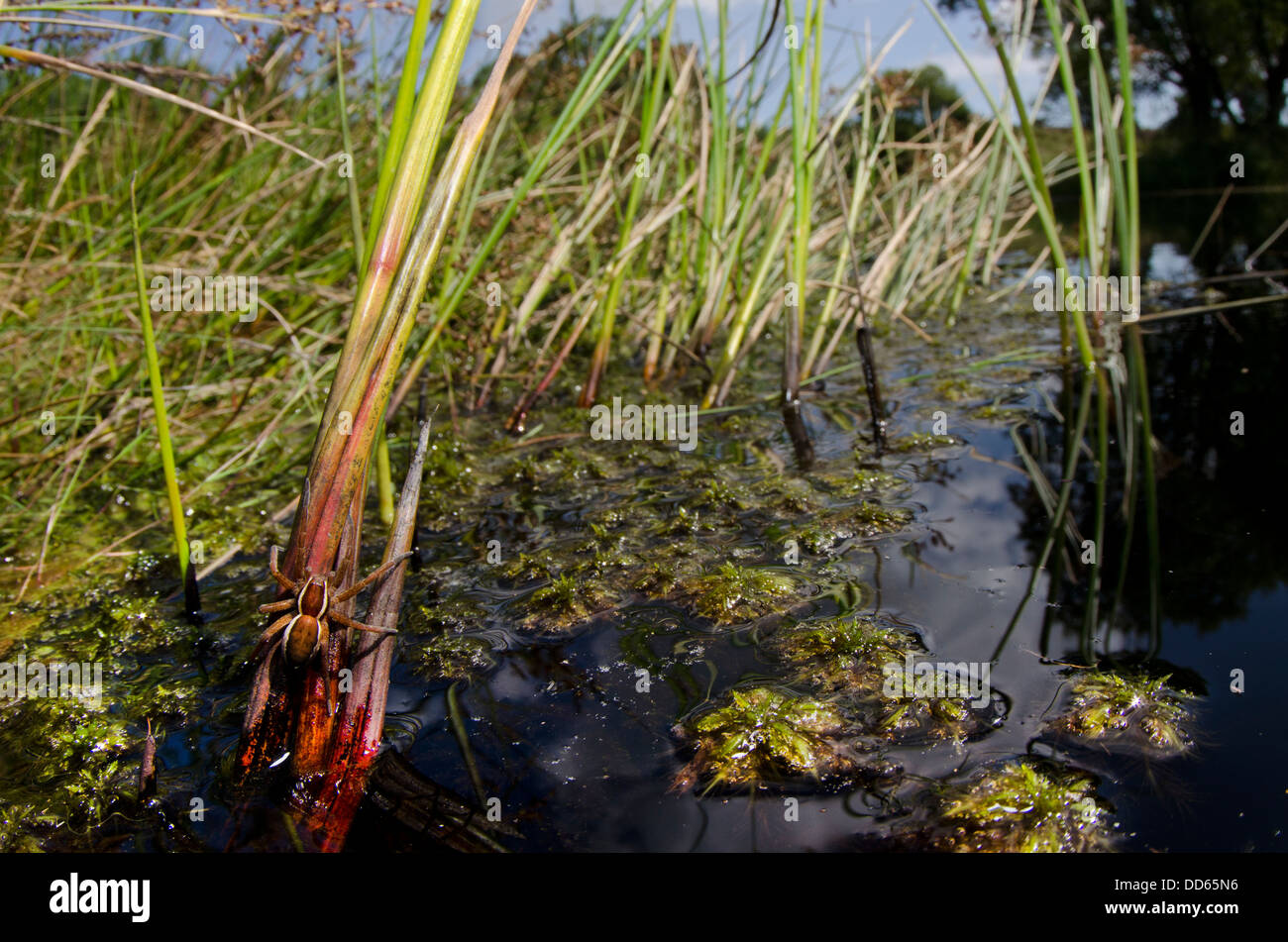 Raft Spider in Pond Stock Photo - Alamy