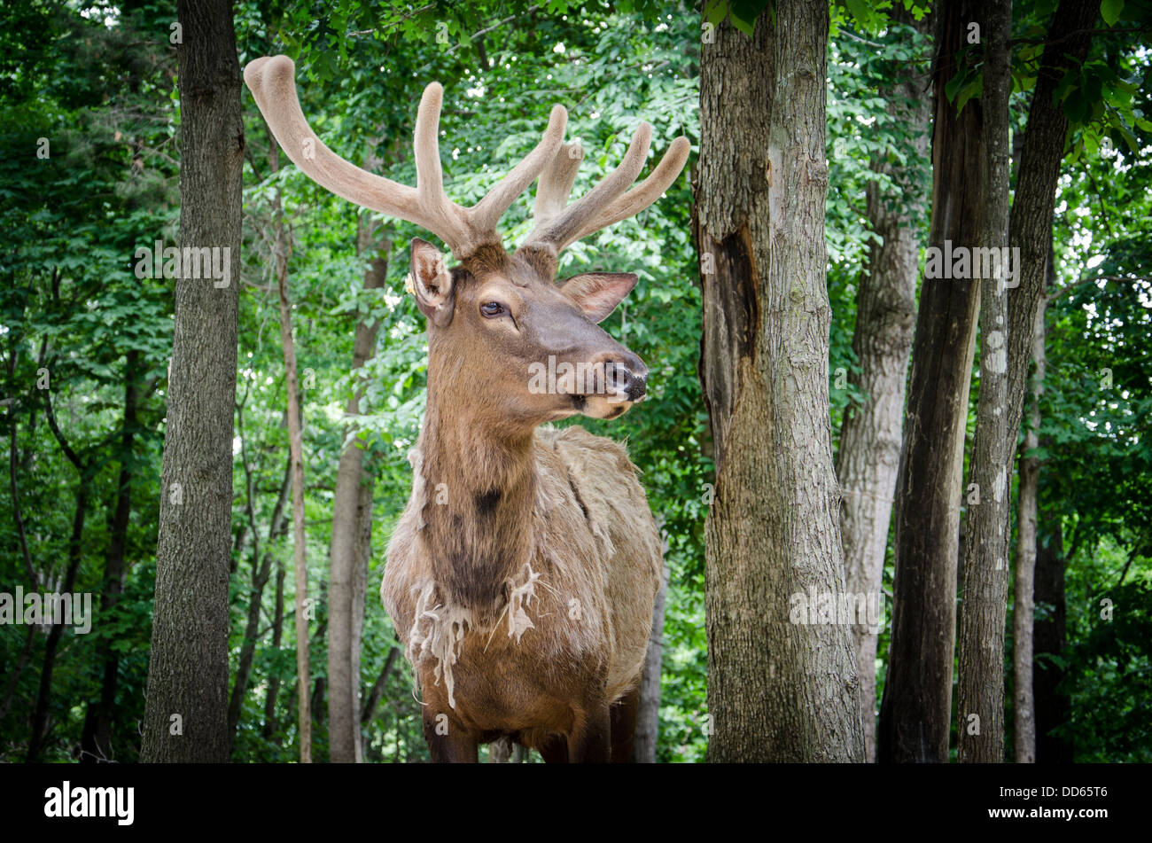 Stag at Virginia Safari Park Stock Photo - Alamy