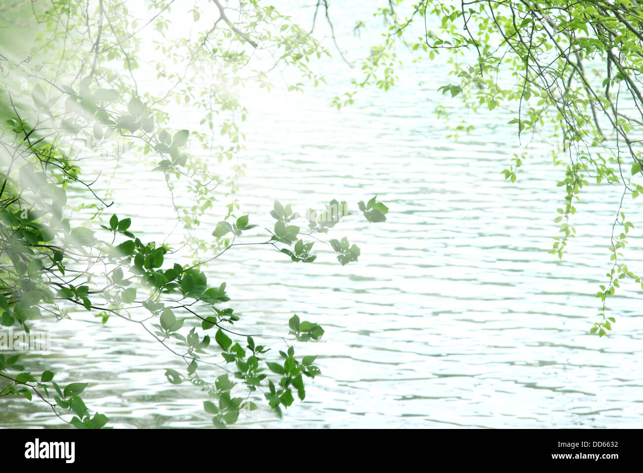 Water stream and green leaves Stock Photo - Alamy