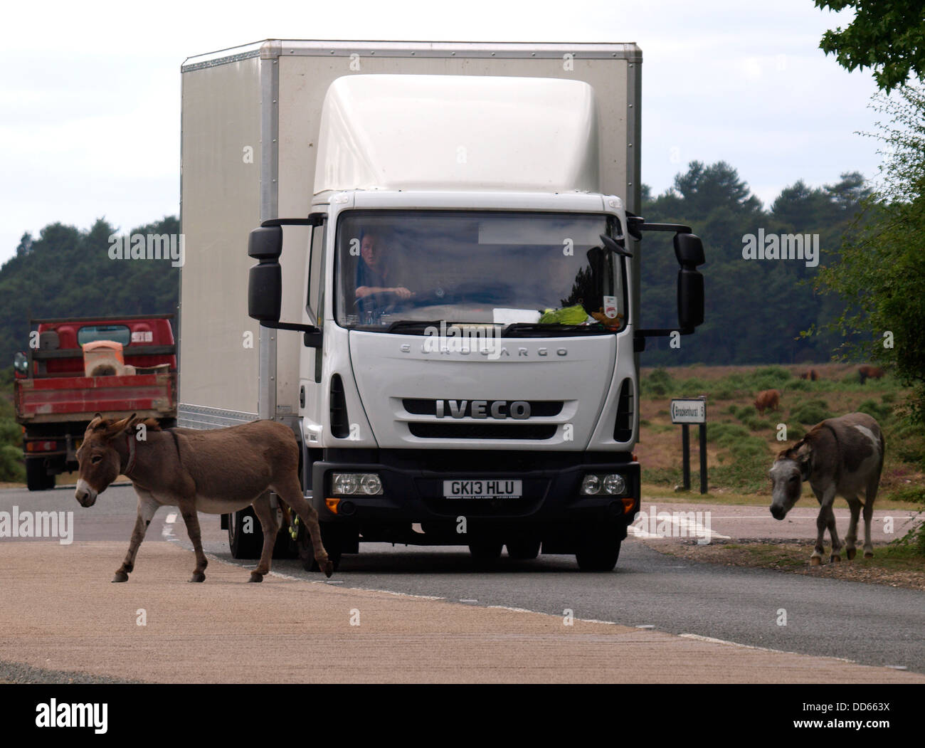 Donkeys crossing the road and stopping traffic, New Forest, Hampshire ...