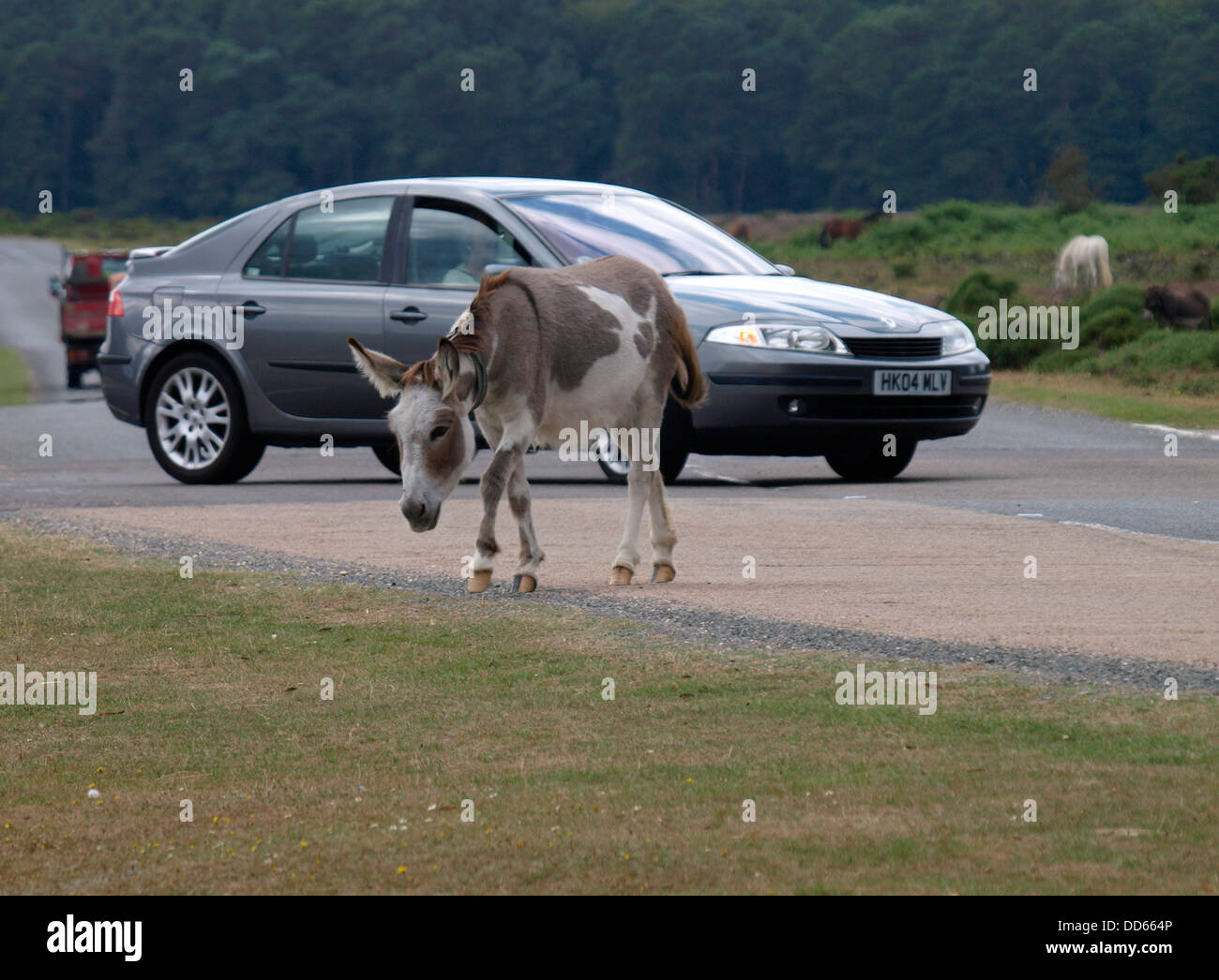 Donkey crossing the road hi-res stock photography and images - Alamy